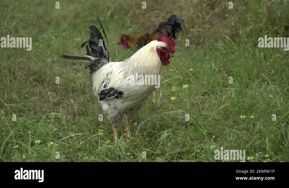 Cow and goose Stock Videos & Footage - HD and 4K Video Clips - Alamy