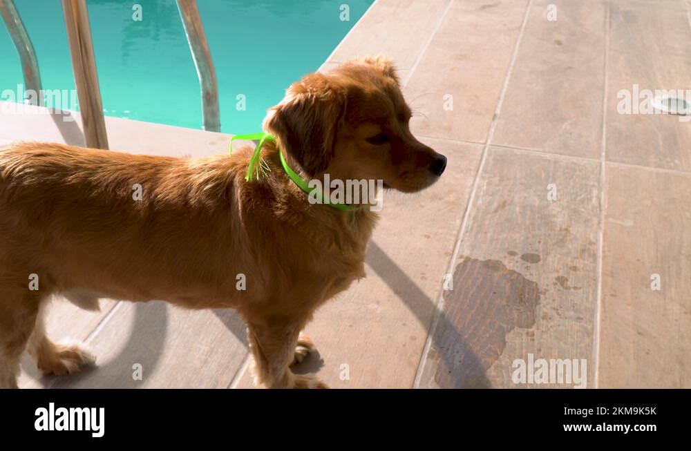 Distracted look Stock Videos & Footage - HD and 4K Video Clips - Alamy