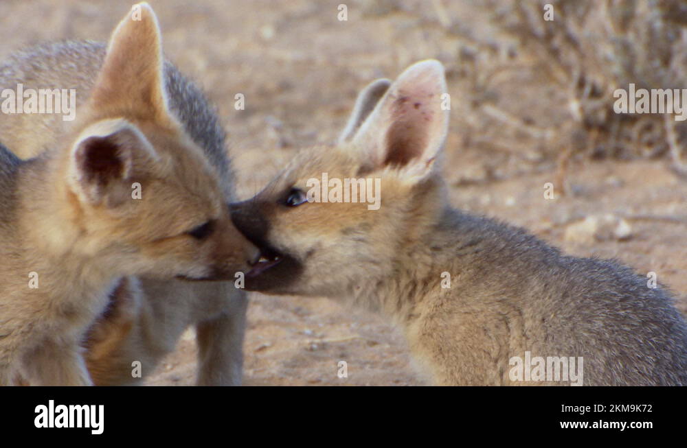 Fox faces Stock Videos & Footage - HD and 4K Video Clips - Alamy