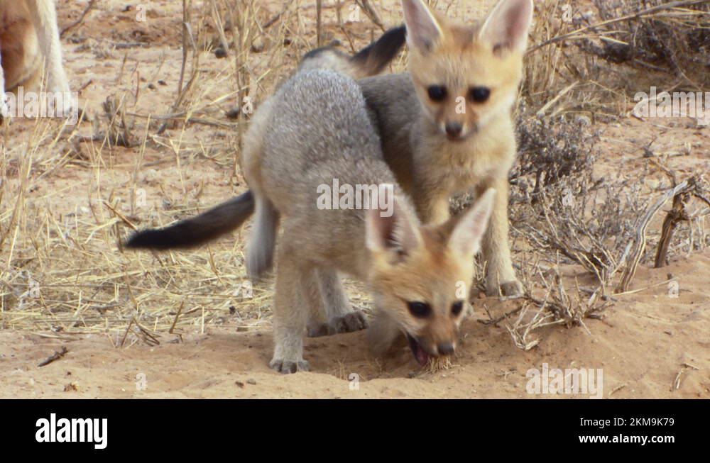 Fennec fox den Stock Videos & Footage - HD and 4K Video Clips - Alamy