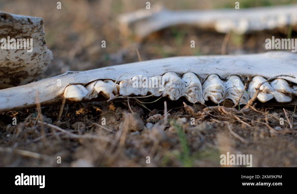 Domestic animal bones Stock Videos & Footage - HD and 4K Video Clips ...