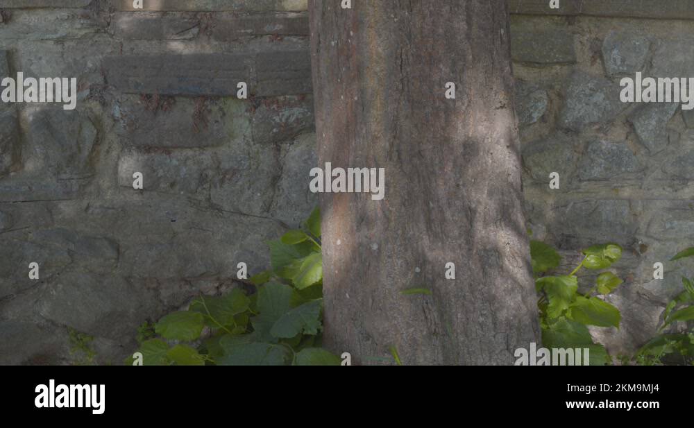 Tree cast shadow Stock Videos & Footage - HD and 4K Video Clips - Alamy
