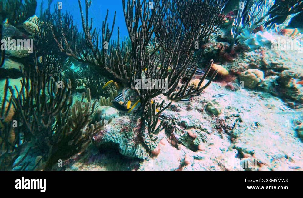 Fish constellation Stock Videos & Footage - HD and 4K Video Clips - Alamy