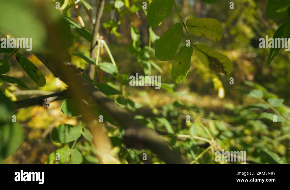 Leaves branches acacia tree Stock Videos & Footage - HD and 4K Video ...
