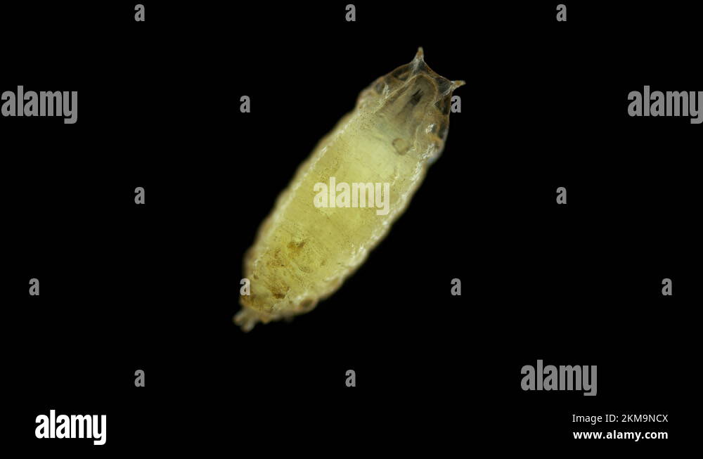 Pupa of fruit fly Drosophila melanogaster under a microscope, order ...
