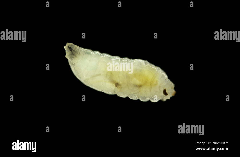 Worm-like larva of fruit fly insect Drosophila melanogaster under a ...