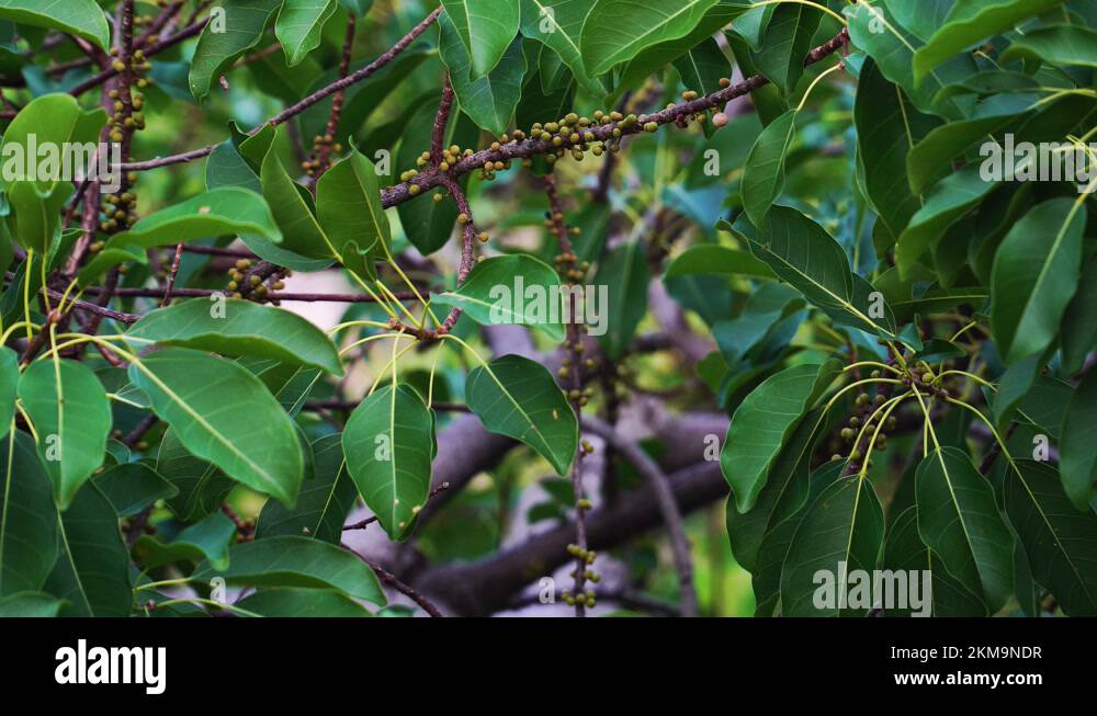 Banyan tree with fruits Stock Videos & Footage - HD and 4K Video Clips ...