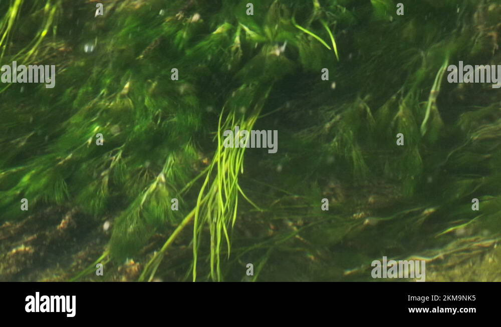 Rock river weed Stock Videos & Footage - HD and 4K Video Clips - Alamy