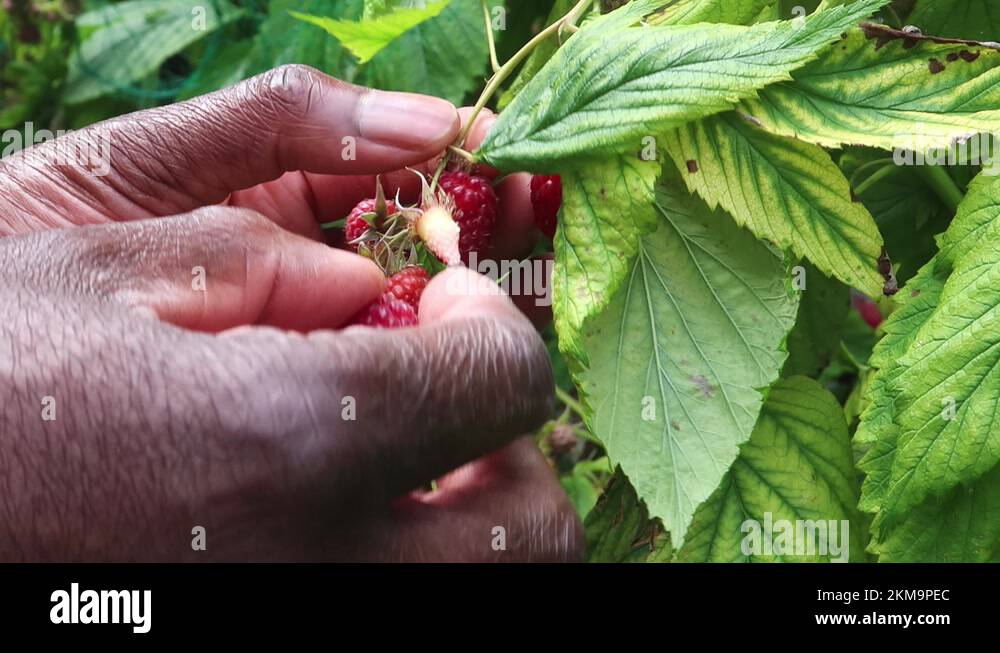 African caribbean ethnicity ethnic black Stock Videos & Footage - HD ...