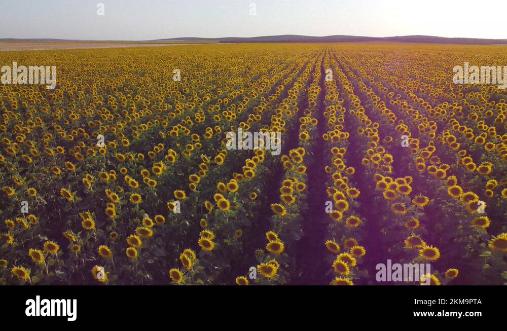 Giant sunflower field Stock Videos & Footage - HD and 4K Video Clips ...