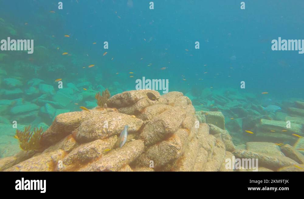 Bermuda coral stone Stock Videos & Footage - HD and 4K Video Clips - Alamy