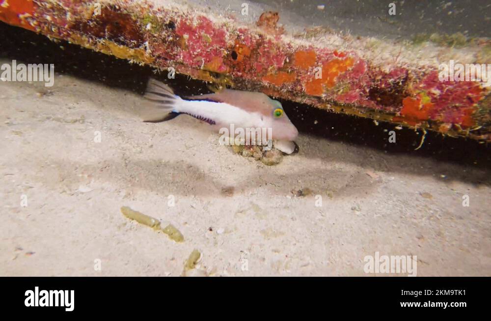 Sharpnose puffer fish Stock Videos & Footage - HD and 4K Video Clips ...