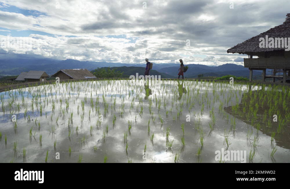 Karen tribe women with paddy rice terraces with water reflection, green ...
