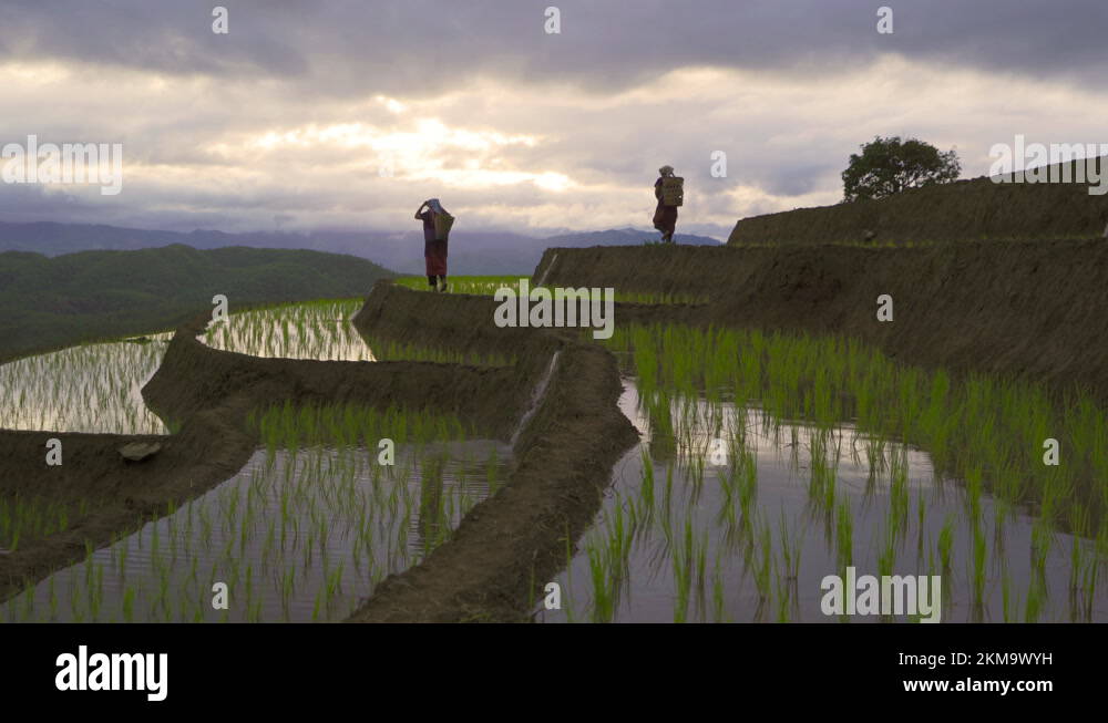 Karen tribe women with paddy rice terraces with water reflection, green ...