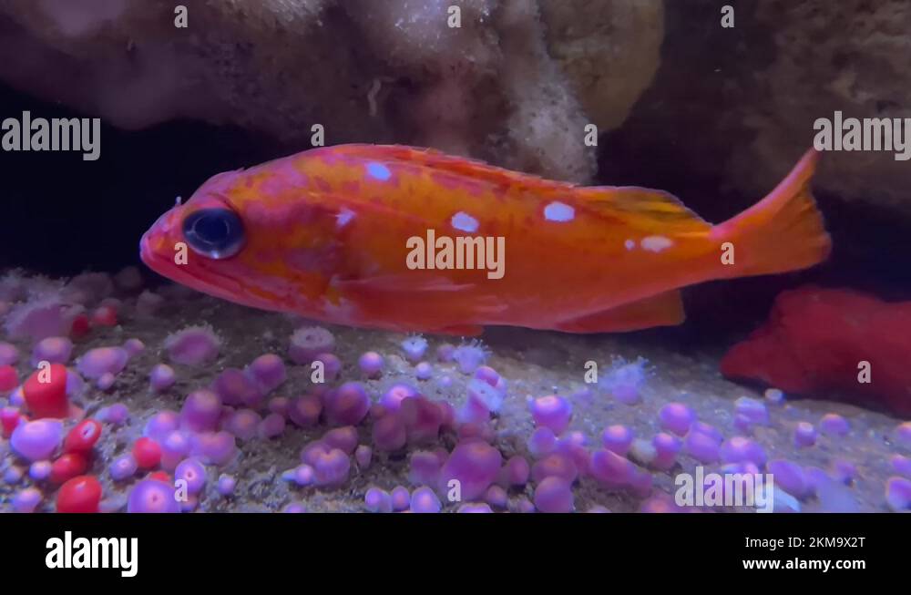 Red spots fish Stock Videos & Footage - HD and 4K Video Clips - Alamy