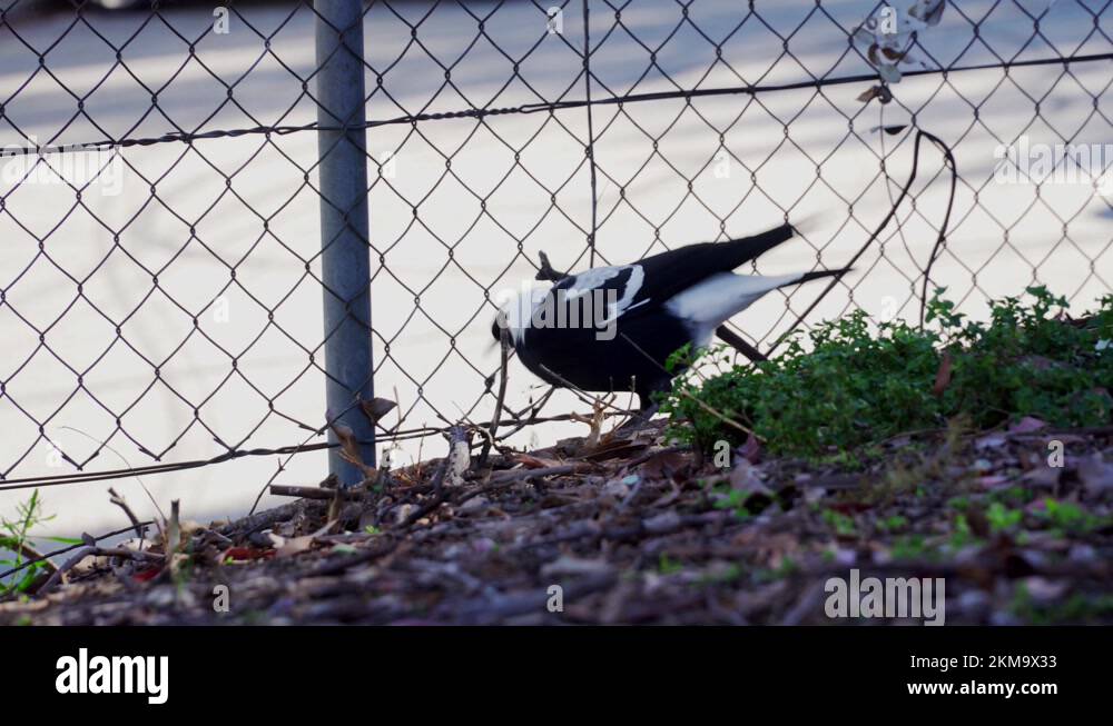 Magpie fence Stock Videos & Footage - HD and 4K Video Clips - Alamy