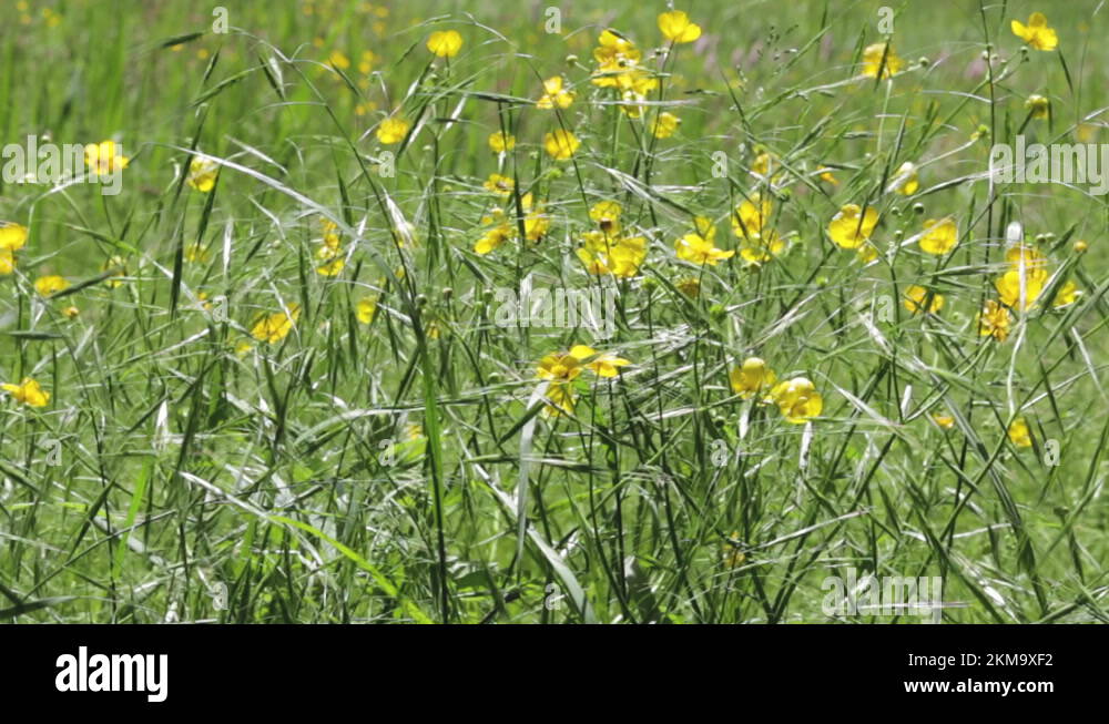 Wildflowers grass Stock Videos & Footage - HD and 4K Video Clips - Alamy