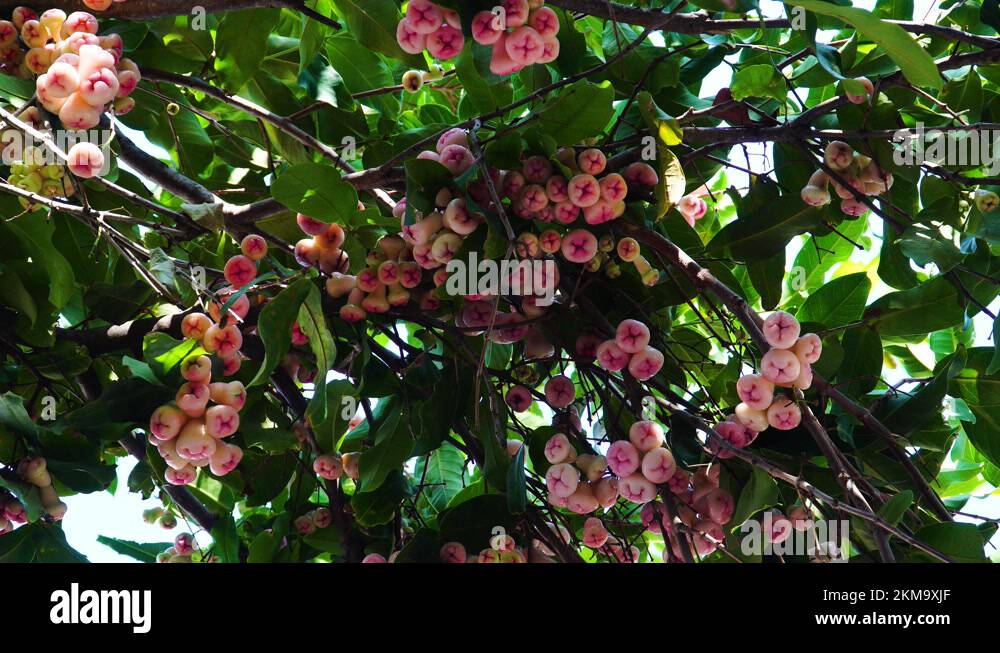 Chinese plum tree Stock Videos & Footage - HD and 4K Video Clips - Alamy