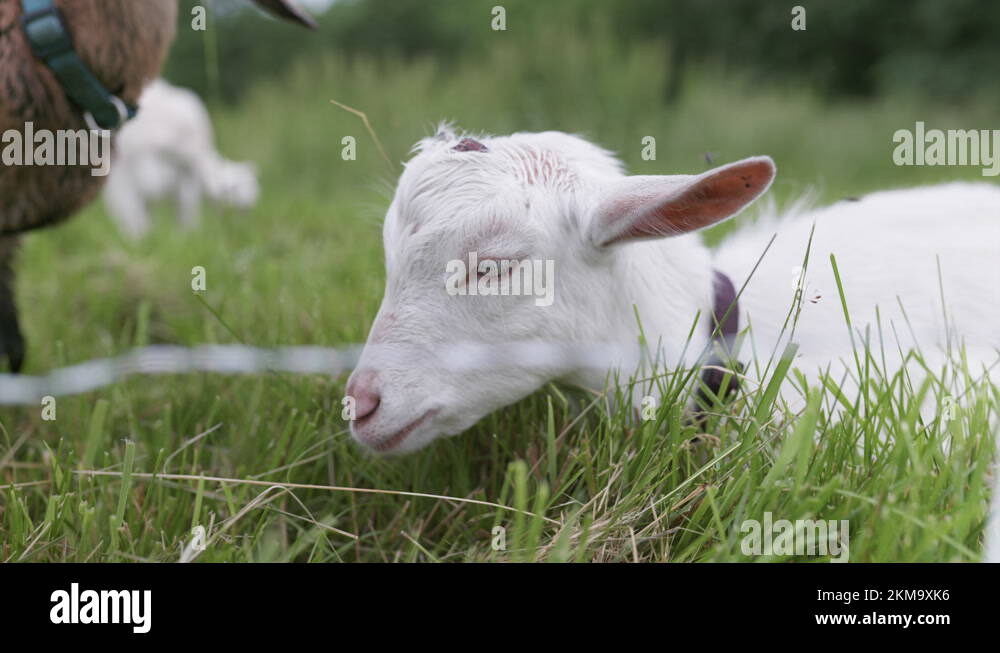 Young goat resting, chewing cud, annoyed by fly. More goats in ...