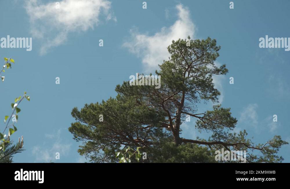 Green pine tree moving in the strong wind with fluffy clouds in blue ...