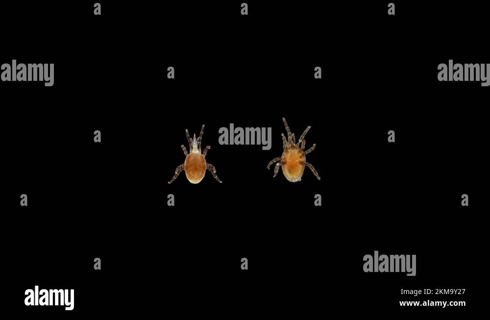 Mite of the order Mesostigmata under a microscope, class Arachnida ...