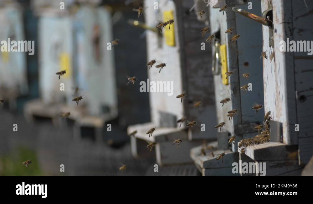 beehive, honeycomb, nest of bee colony. bees flying back in hive after ...