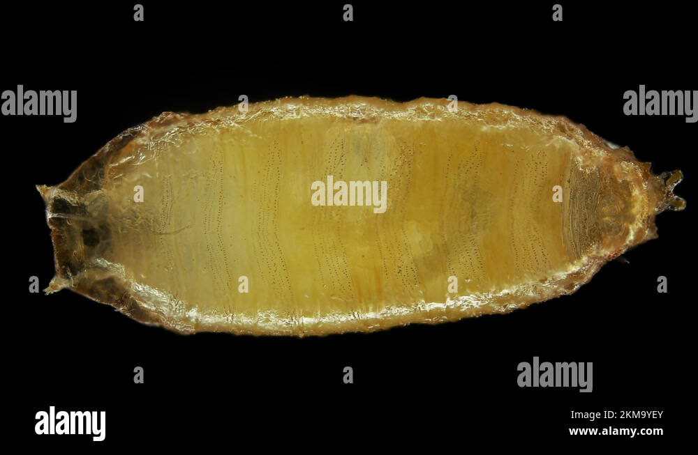 Pupa of fruit fly Drosophila melanogaster under a microscope, order ...
