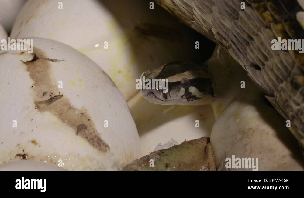 Tiny eggs Stock Videos & Footage - HD and 4K Video Clips - Alamy