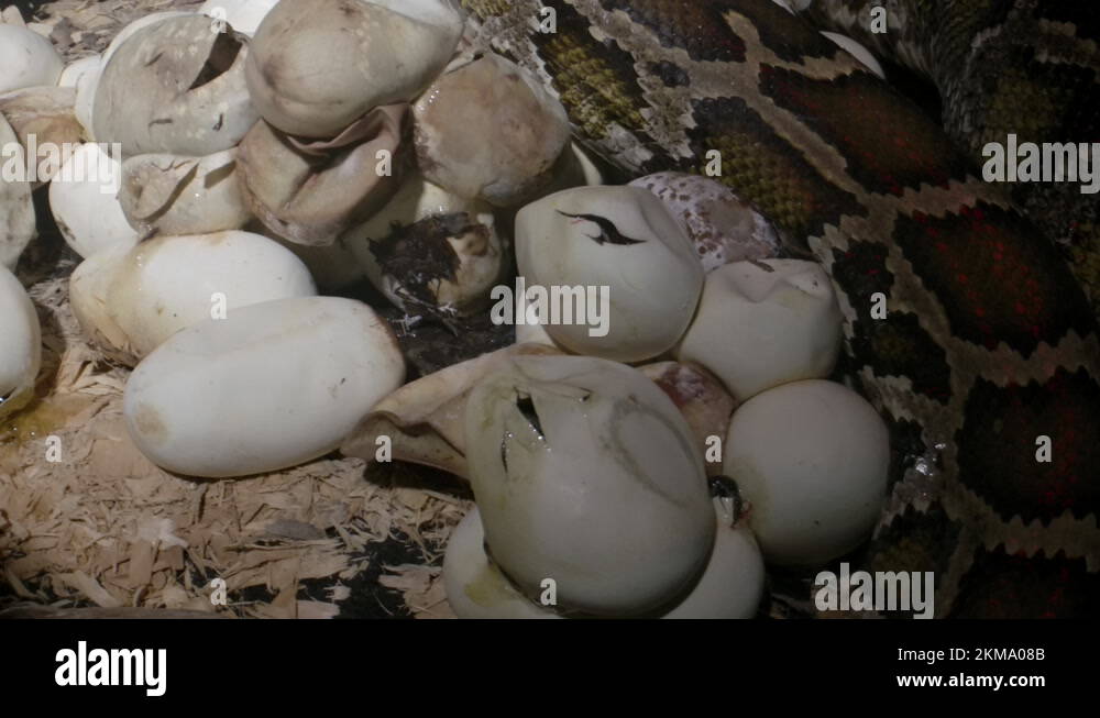 Python clutch Stock Videos & Footage - HD and 4K Video Clips - Alamy