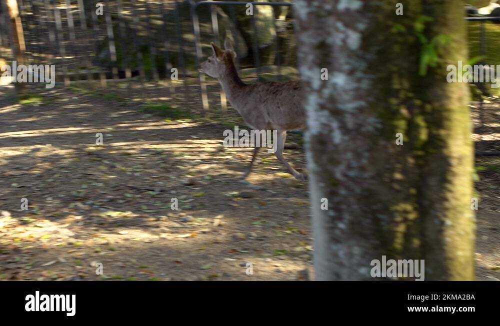 Slowmotion Sika deer running and jumping in Japanese Nara Park. Cervus ...
