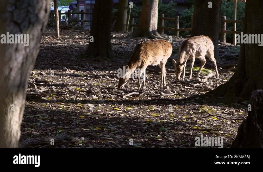 Sika deer live freely in a Japanese Nara Park. Cervus nippon during ...