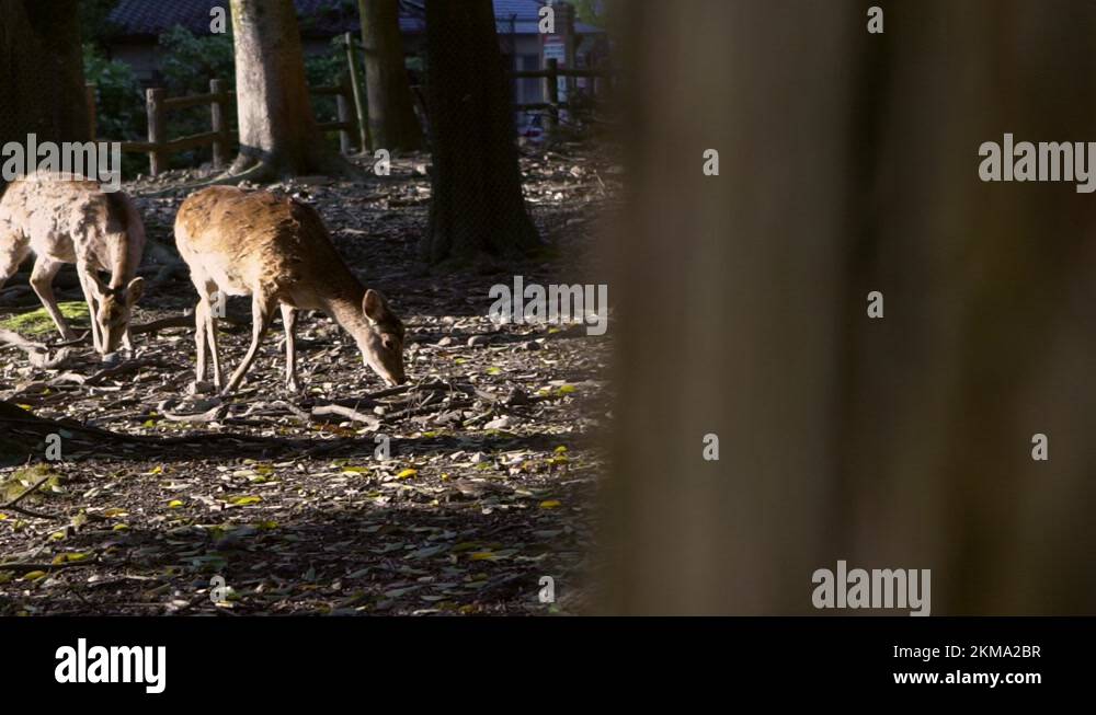 Nippon japan Stock Videos & Footage - HD and 4K Video Clips - Alamy