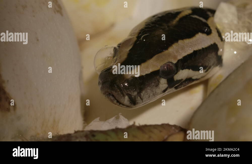 Snake in nest Stock Videos & Footage - HD and 4K Video Clips - Alamy