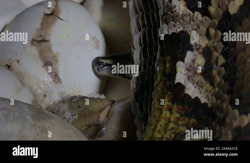 Brood on eggs Stock Videos & Footage - HD and 4K Video Clips - Alamy