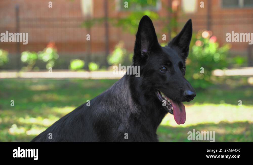 German shepherd dog sitting not people Stock Videos & Footage - HD and ...