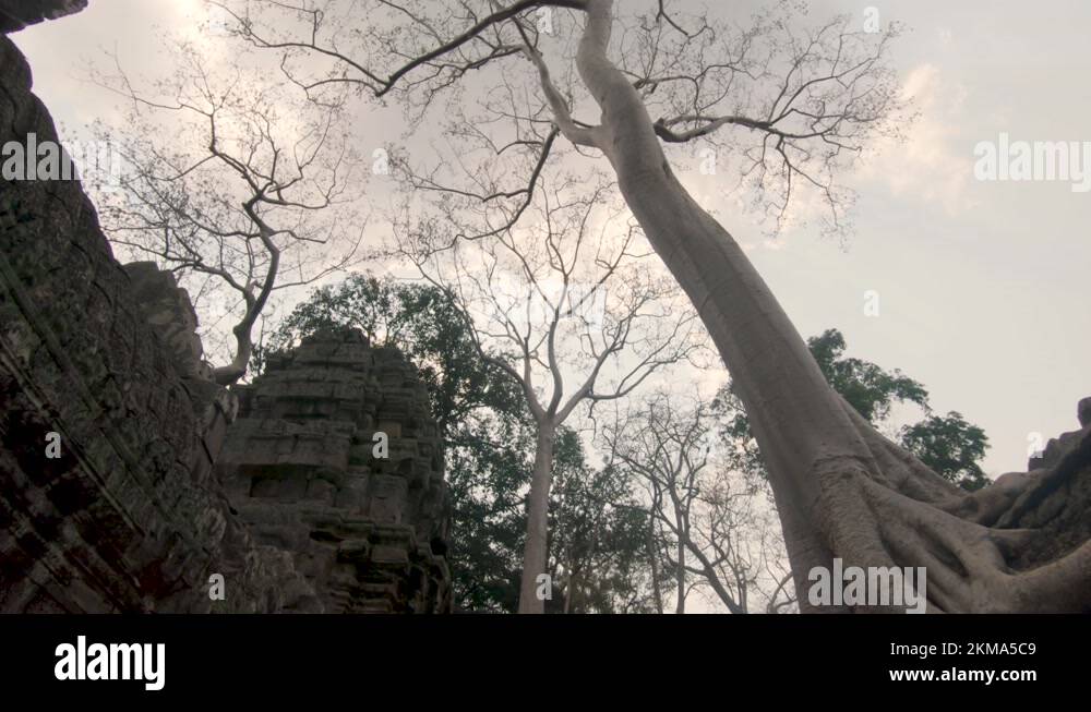 Trees grow in ruins Stock Videos & Footage - HD and 4K Video Clips - Alamy