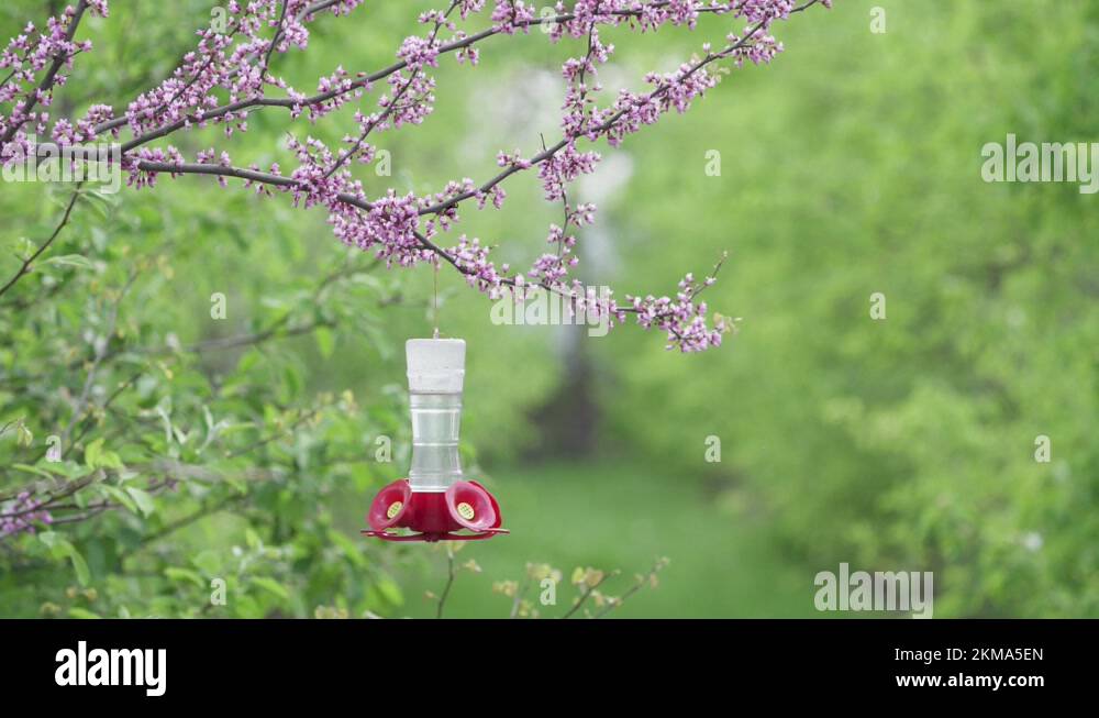 Feeder insects Stock Videos & Footage - HD and 4K Video Clips - Alamy