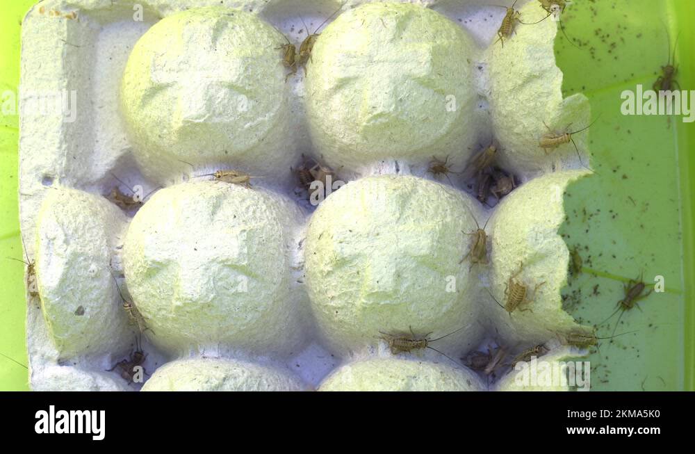 Green pinhead Stock Videos & Footage - HD and 4K Video Clips - Alamy