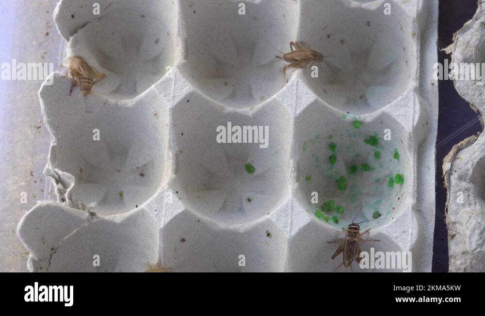 Ground crickets Stock Videos & Footage - HD and 4K Video Clips - Alamy