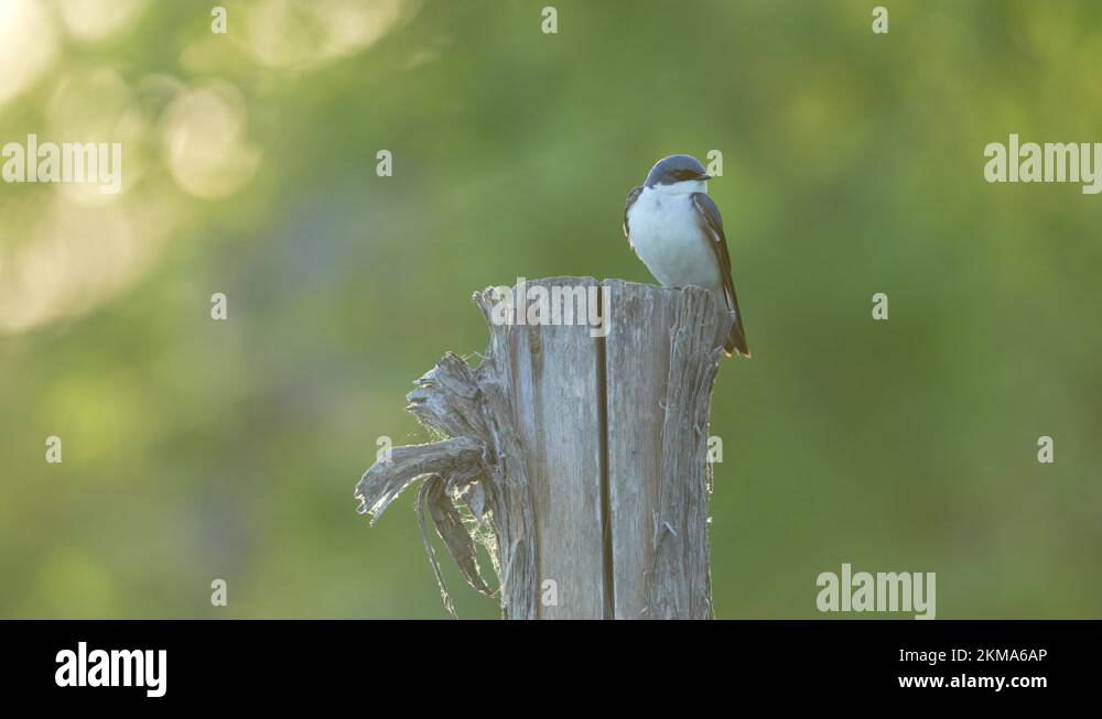 Tree Swallow perched on a wood post during sunrise Stock Video Footage ...