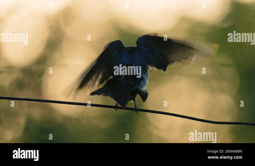 Two Tree Swallows mating on a wire at sunrise in slow motion Stock ...