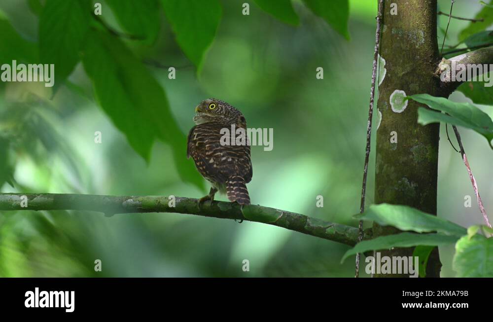 Collared Owlet, Taenioptynx brodiei, Kaeng Krachan National Park Stock ...