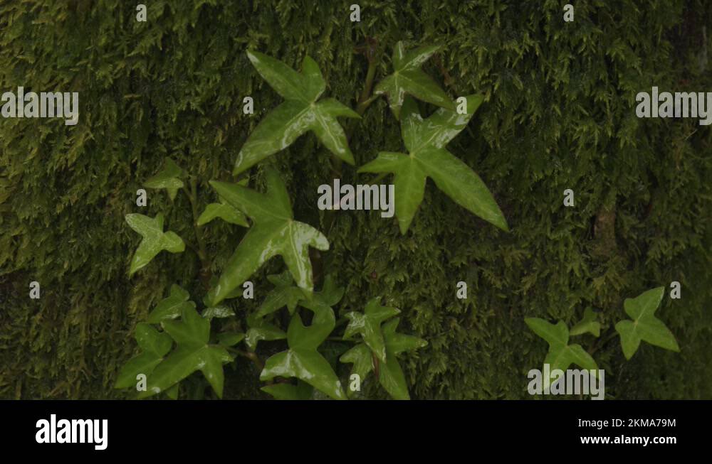 Ivy drip Stock Videos & Footage - HD and 4K Video Clips - Alamy