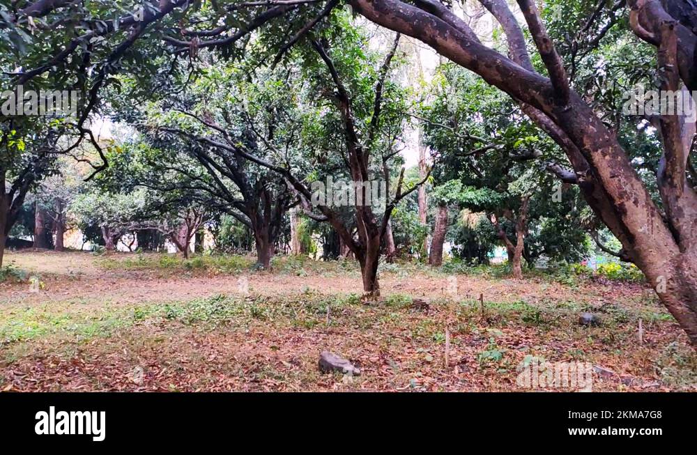 Dry forest ecosystem Stock Videos & Footage - HD and 4K Video Clips - Alamy