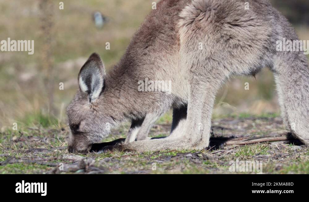 Bennett wallaby joey in pouch Stock Videos & Footage - HD and 4K Video Clips - Alamy