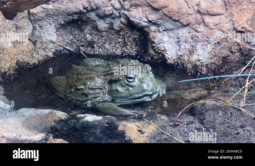 Hibernating Stock Videos & Footage - HD and 4K Video Clips - Alamy