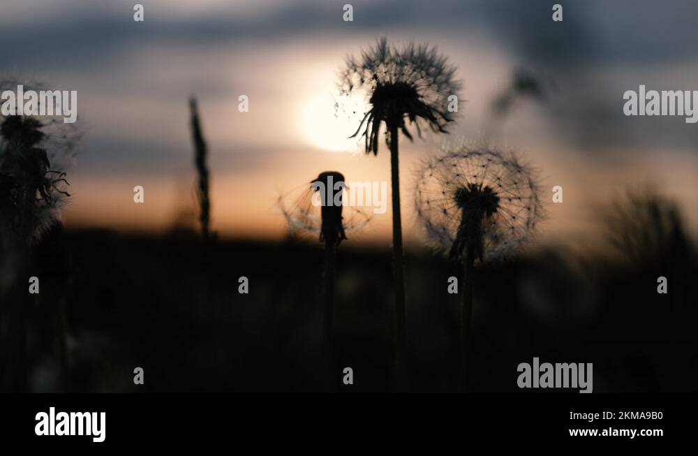 Dandelion backdrop Stock Videos & Footage - HD and 4K Video Clips - Alamy