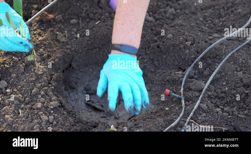 Planting young seedling vegetable culture in ground. Gardening ...