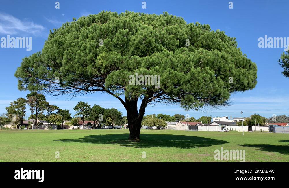 Lawn with tree shade Stock Videos & Footage - HD and 4K Video Clips - Alamy