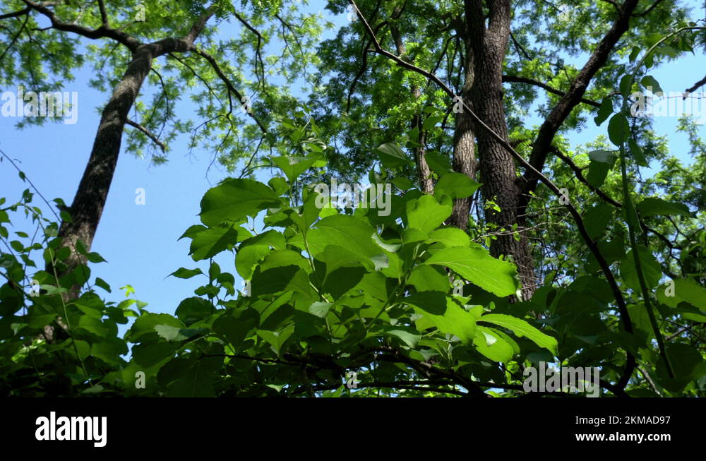Cicadas brood x Stock Videos & Footage - HD and 4K Video Clips - Alamy